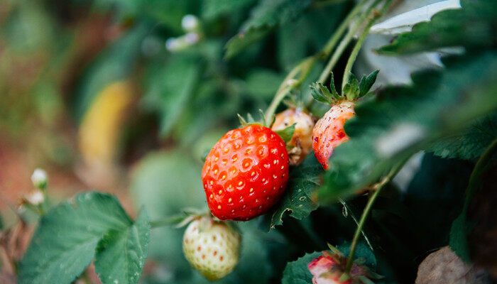 草莓树长什么样 - 说植物
