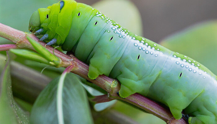 豆丹虫养殖 - 说植物